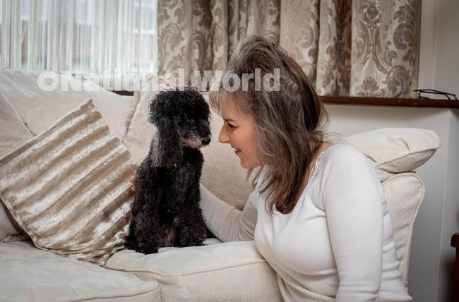 39637956-Tracey Conway s dog, Bobbie-Thierry, a toy poodle, is ...