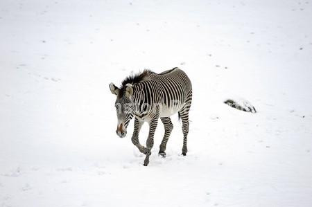zebra edinburgh