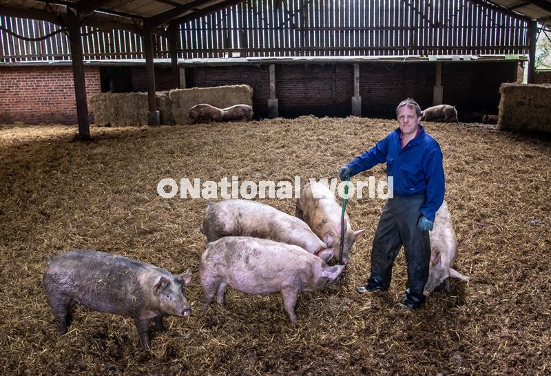 39952248-John Holtby's son-in-law Henry Peacocke with the pigs on the ...