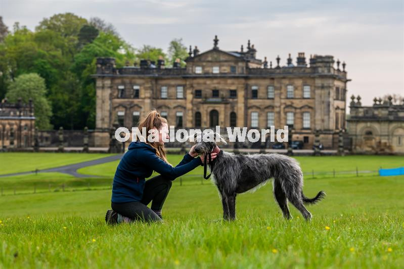 39965151-Duncombe Park Country Fair 2024, at Helmsley, North Yorkshire ...