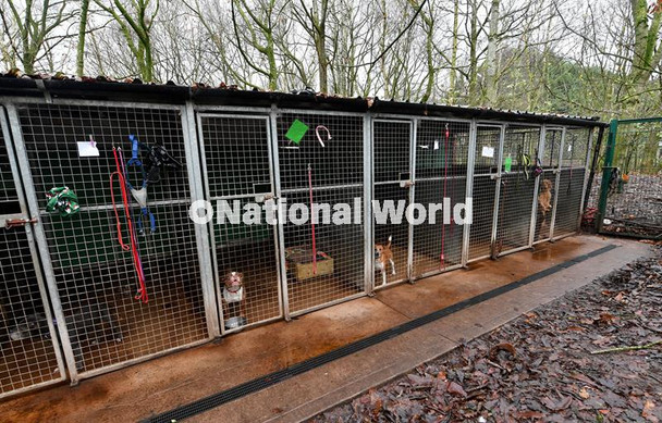 40422484-Hilbrae Rescue Kennels, Cold Hatton, Telford are appealing for ...