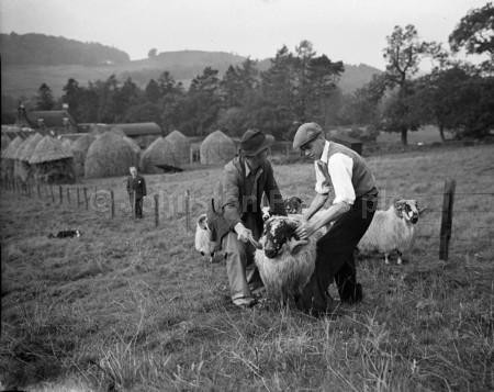 20004715-Carfrae Farm - Carfraemill south of Soutra Hill - Feeding ...