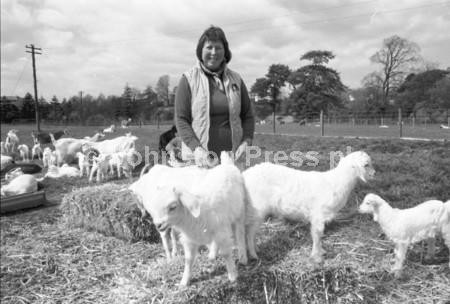 22655416-Anne Bell tends some of her cashmere goats at her farm in East ...