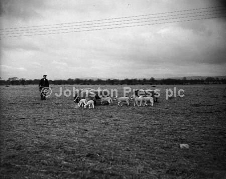 20863598-Riggs Farm - Kingskettle - Farmer with lambs in field - Iconic ...