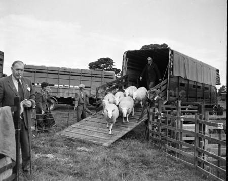 19997009-Dalkeith Agricultural Show - Sheep driven into the stockyards ...