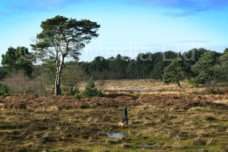 38870620-Welcome to Yorkshire Walking Guides. Skipwith Common. 6th ...