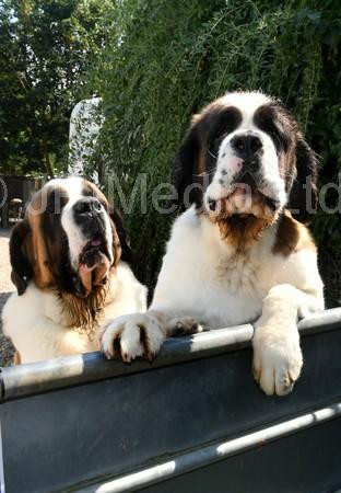 39059853-Coco left and Betty brother and sister aged 2 a couple of the ...