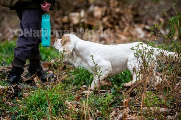 39686664-The Working Clumber Spaniel Society Working Test - For Any ...