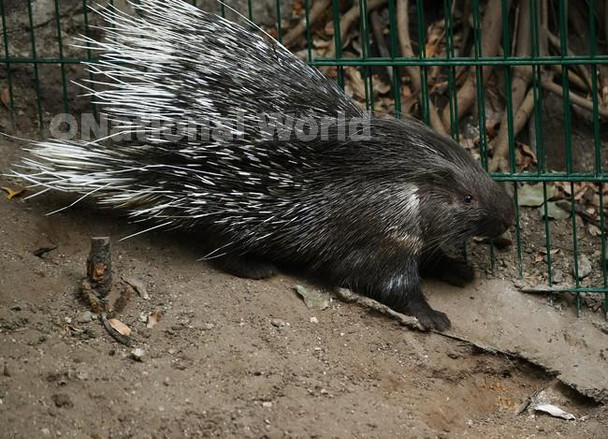39692615-One of the three Indian Crested Porcupines in the newly ...