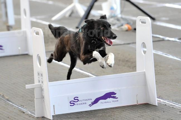 39731625-Ardingly Craft Market fun day and dog show. Pic S Robards ...