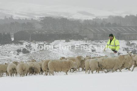 24110285-PICTURE TOBY WILLIAMS: : Willie Aiken From Carlops Farm ...
