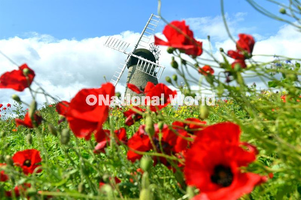 39816577-Whitburn windmill poppies. - National World | Newsprints