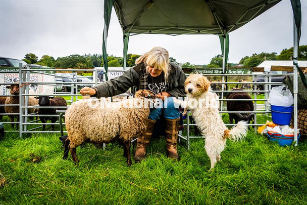 39864559-Nidderdale Agricultural Society Show. Pictured Sheep farmer ...