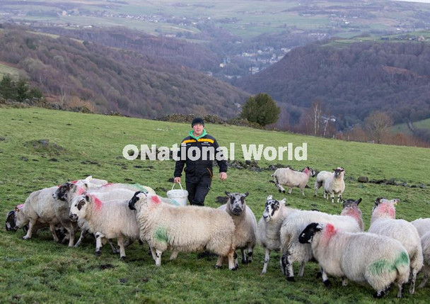 39902980-Jonathan Stansfield at Staups Lea Farm feeds his flock of ...