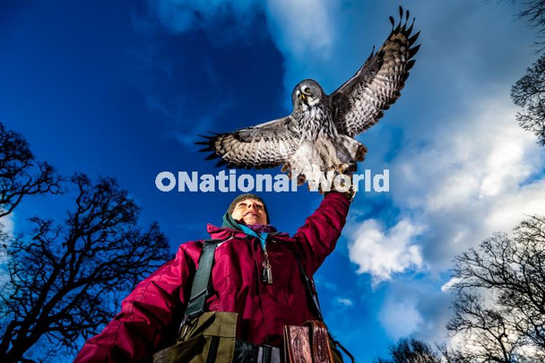 39910138-Staff at the National Centre for Birds of Prey (NCBP) Duncombe ...