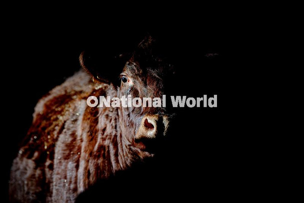 39918817-Red Poll cattle at Tyers Hall Farm, Ardsley near Barnsley ...