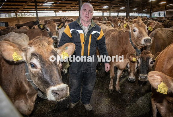 39918807-Farm manager Paul Robson with the herd of Jerseys at Tyers ...