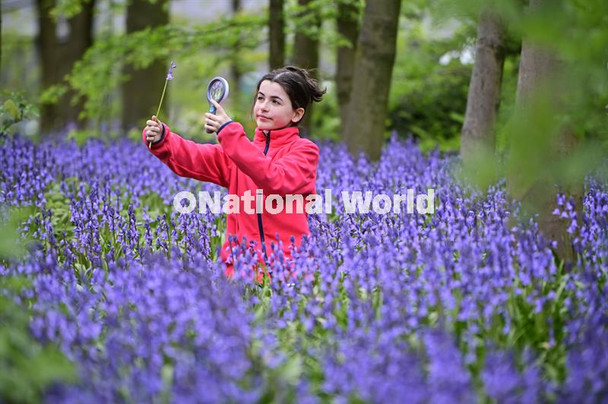 39958863-John Devlin 26/04/2024. GLASGOW. Robyn Devlin 10 studies the ...