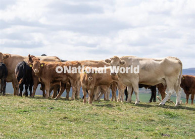 40368682-Deb Metcalfe with her son Ewan at Leighton Hall Farm at Healey ...
