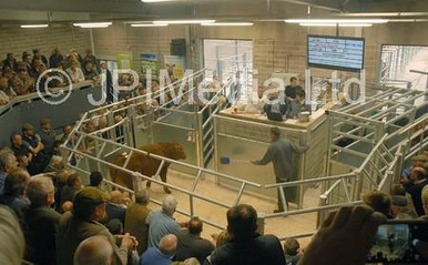 39404069-The new auction ring in use at Melton Cattle Market - National ...