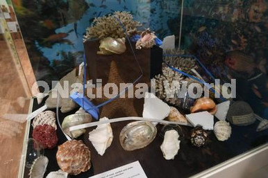 39506180-Extinction exhibition at Peterborough Museum. - National World ...