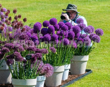 39489941-Date: 23rd June 2022. Picture James Hardisty. RHS Harlow Carr ...