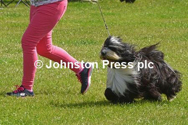 37848254-Blackpool and District Canine Society dog show - Iconic Media Group | Newsprints