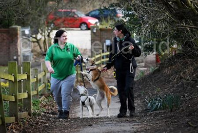39373332-Feature on Mayflower Animal Sanctuary, Bawtry, Doncaster ...