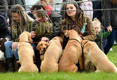 39428165-The Duncombe Park Country Fair, Helmsley. . 2nd May 2022 ...