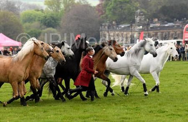 39428186-The Duncombe Park Country Fair, Helmsley. Ben Atkinson with ...