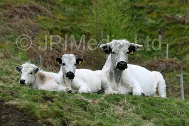 39430147-Oliver, Lucy and Ben Leatham on their farm at Marske, near ...