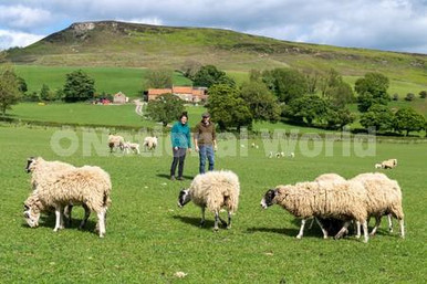 39454684-Alice Dawson and her father Andrew Petch with Ewses and Lambs ...