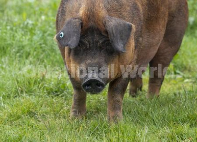 39458628-31 May 2022. . . . . Farrier Jason Knaggs. Jason, keeps pigs ...