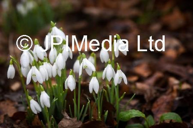 39345463-Snowdrops at Lytham Hall - Iconic Media Group | Newsprints