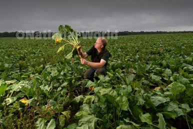 39566589-Mike Leckenby pictured amongst a field of Fodder Beet on his ...