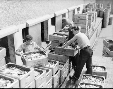 20005226-Cross and Blackwell s factory - Peterhead - Boxes of fish ...