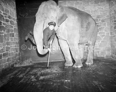 20864520-Sally the elephant lifts her keeper up with her trunk at ...