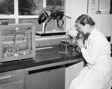 19987248-College of Agriculture experimental farms. Scientist looking ...