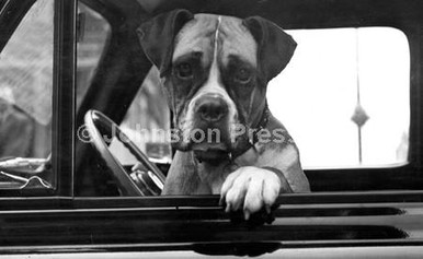 20922056-The Edinburgh Festival 1958 Sheena, a three year old boxer dog ...