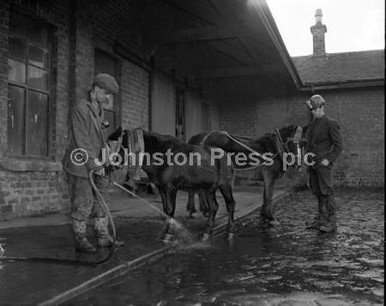 20922093-Ponies at Knowetop Colliery Quarter by Hamilton Lanarkshire ...