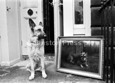 20244410-Zena the Alsatian guards a painting of Greyfriars Bobby ...