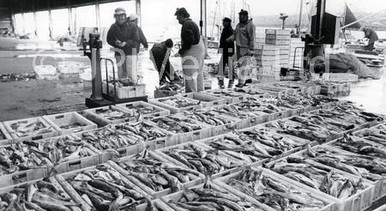 38562633-1980, Its a busy day on the Fish Quay as a catch is landed ...