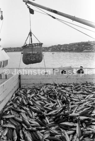 22560057-A net full of mackerel unloading on the Sunbeam trawler at ...