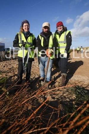 39348478-Christmas Tree planting on St Annes beach to protect the sand ...