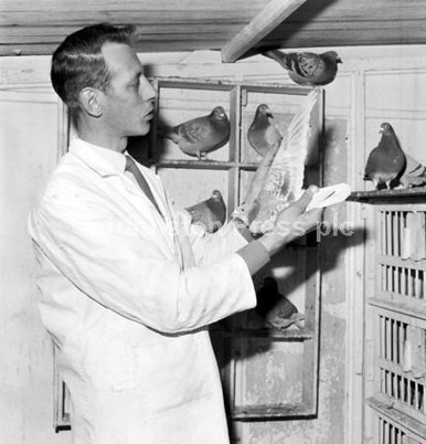 20364138-A view of Mr Harry Taylor with his racing pigeon - National ...