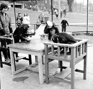 20364325-Chimpanzees tea party at Edinburgh Zoo in April 1969 ...
