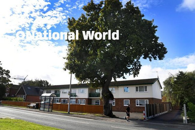 39575041-Photo Neil Cross; The controversial tree in Broughton ...