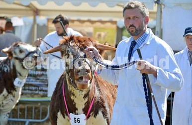 39536151-Ashover show 2022. Longhorn cattle judging - Iconic Media ...