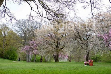 38959757-Rectory Park, Thornhill, Dewsbury - National World | Newsprints