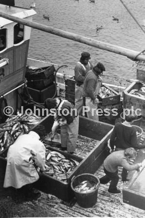 28211214-Whitby, October 1972 Crew of Whitby trawler Venus gutting fish ...